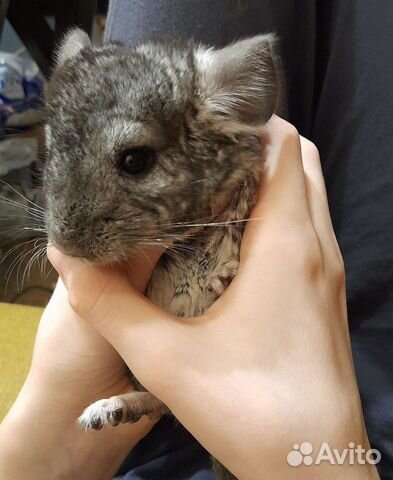 Шиншиллы 3.5 мес с клеткой