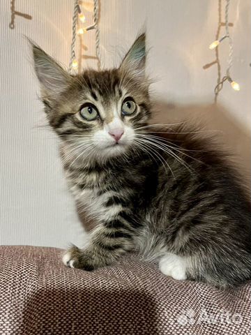 Котеночек Гаврюша (1,5 мес) ищет дом