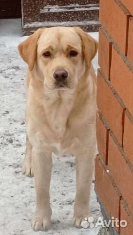 Кобель лабрадора вязка