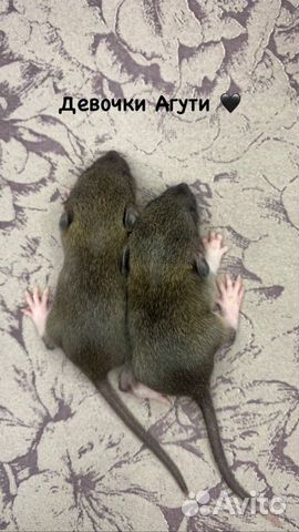 Крысёнок агути девочка