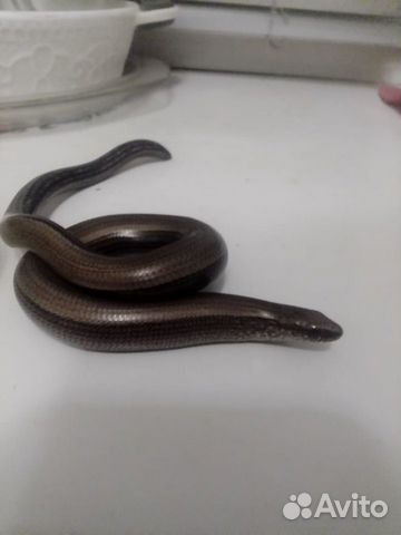 Веретеница ломкая