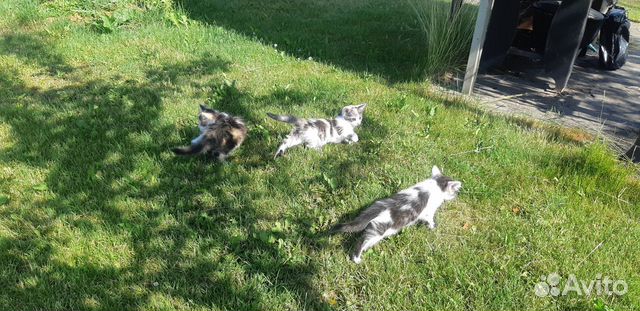 Котята 1,5 месяца