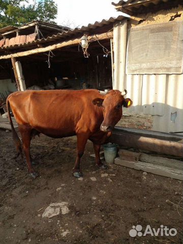 Продаётся корова.3 отёл.Цена:65000