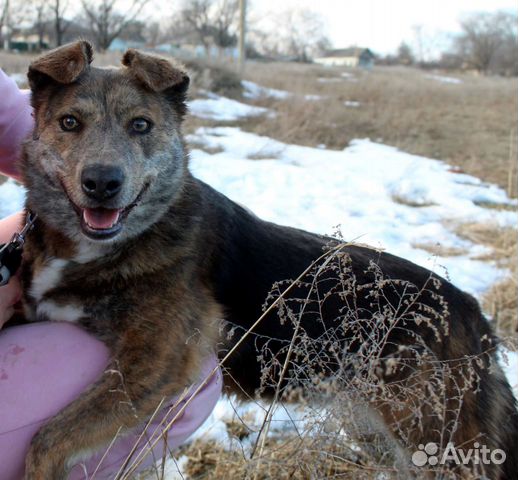 Нескучная собака в добрые руки