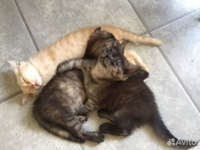 Британские котята