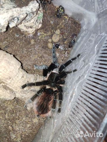 Паук, птицеед