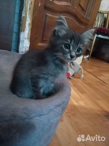 Котенок в добрые руки