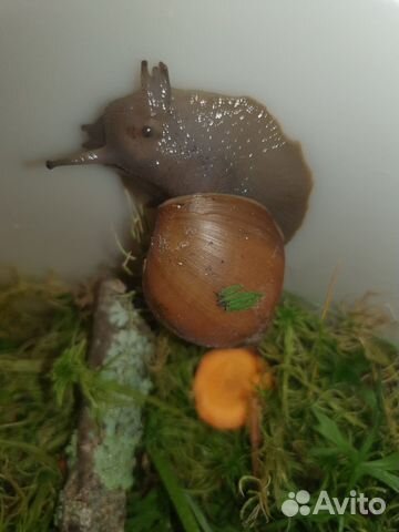 Улитки мегасы