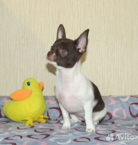 Щенки чихуахуа большой выбор разные цены