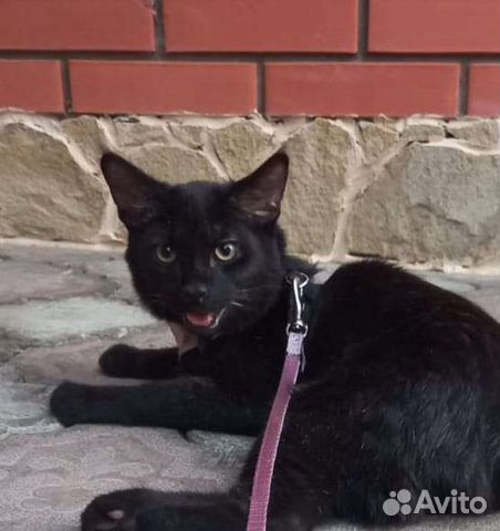 Кошка чаузиф1
