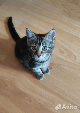 Котенок