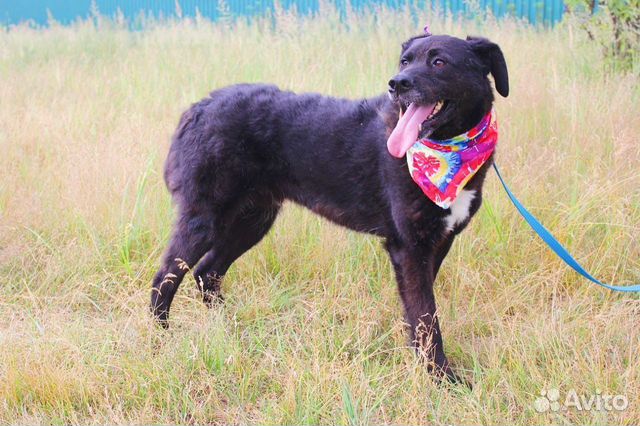 Макс-собака, которой точно не место в приюте