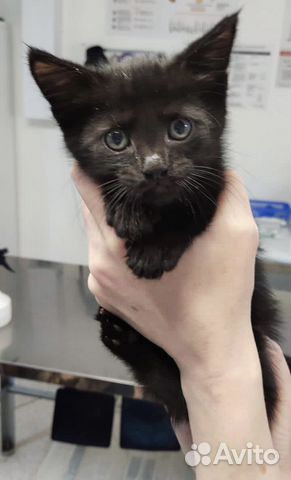 Котенок черный 2 мес мальчик