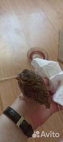 Птенец воробья