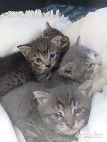 Плюшевые, "тигровые" и серые котята в добрые руки