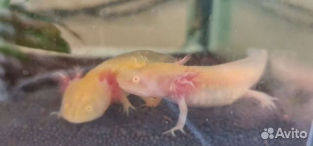 Аксолотль золотой