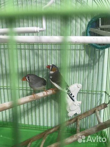 Зебровые амадины