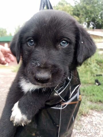 Щеночки-малышочки в добрые ручки