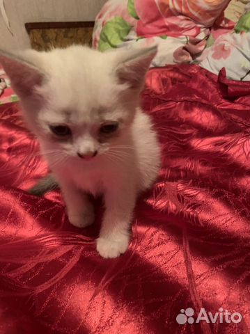 Котята невские маскарадние