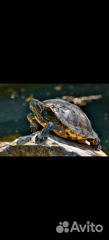 Красноухая черепаха бесплатно