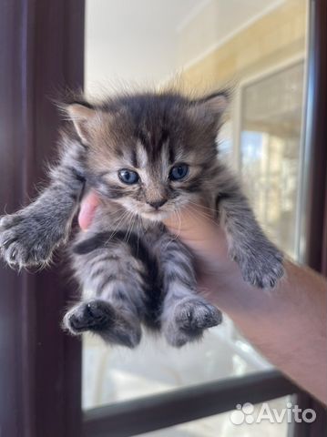 Котята бесплатно