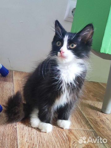 Котенок ждет хозяев