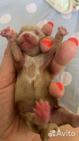 Мальтипу f1 mini reserve september red braun