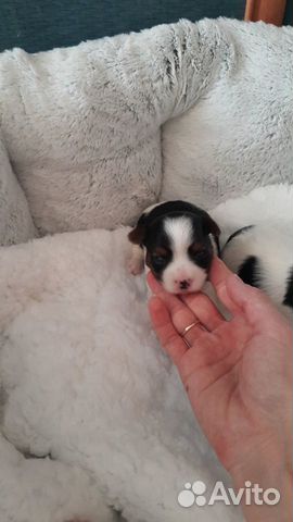 Бивер щенки.трехцветный йорк