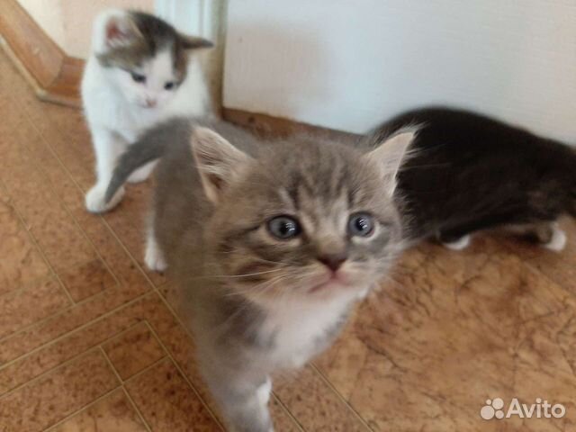 Котёнок