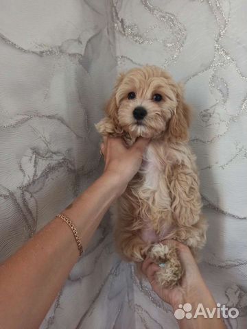 Мальтипу Ф1 мальчик красавчик