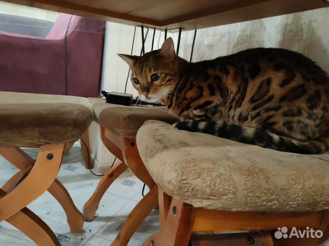 Бенгал кот породистый