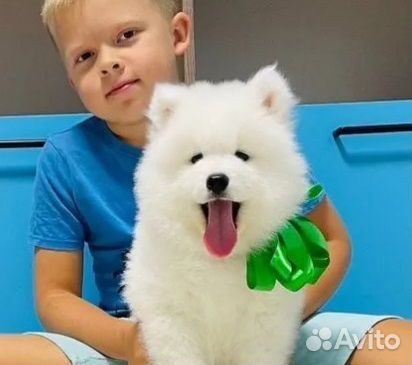 Мишки Самоеды - Шикарные Собачки для Вас