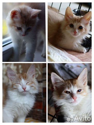 Кошки в добрые руки