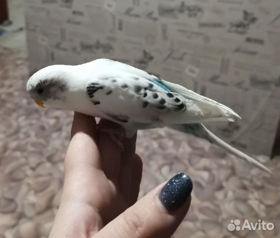 Волнистый попугай ручной