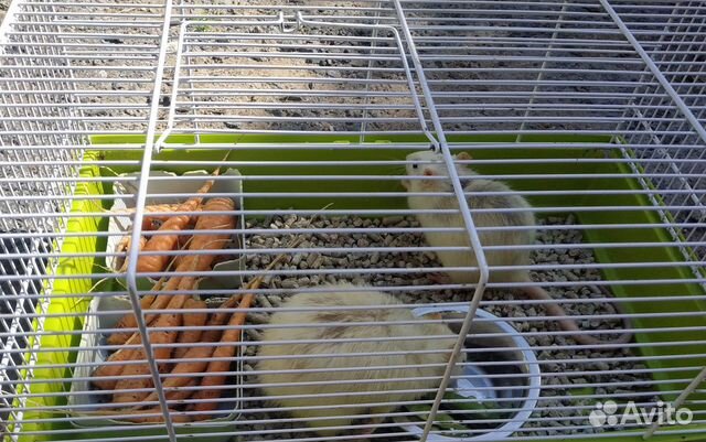 Крыски бесплатно