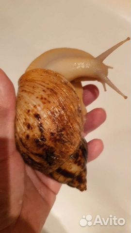 Две больших улитки с домиком