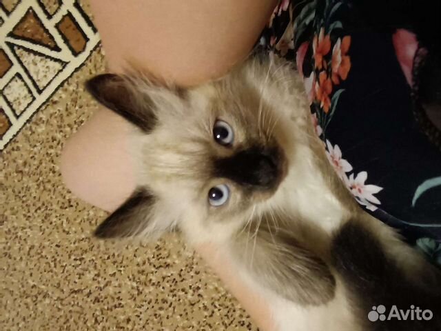 Котенок в добрый руки