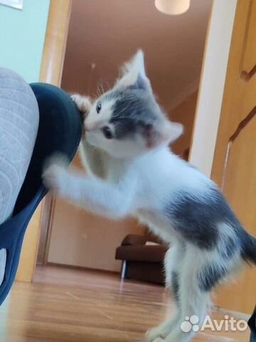 Ласковый Котенок 2 мес. Мальчик котик