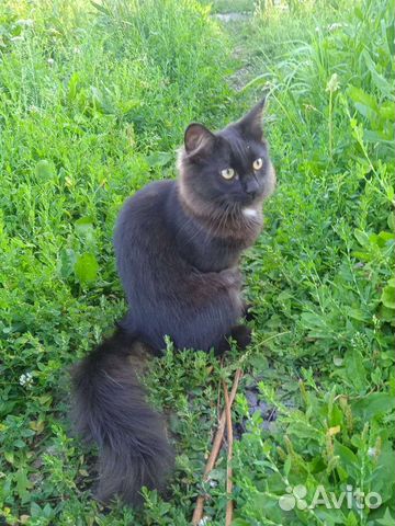 Котик бесплатно