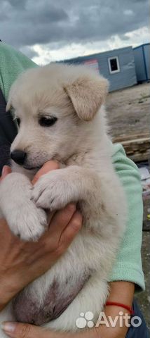 Щенулька,кобель