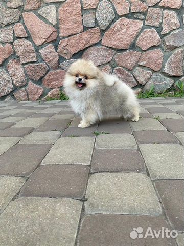 Кремово-соболиная и оранжевая девочки пом шпица