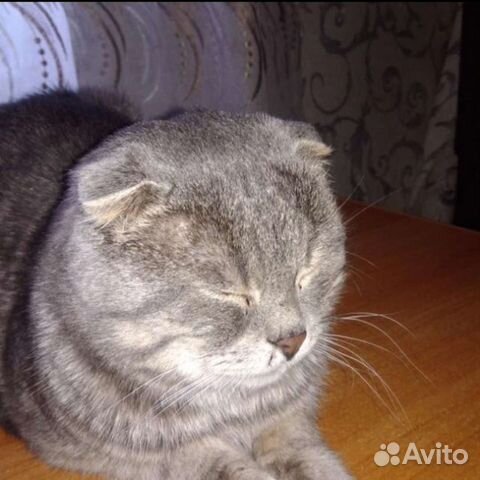 Британская кошка