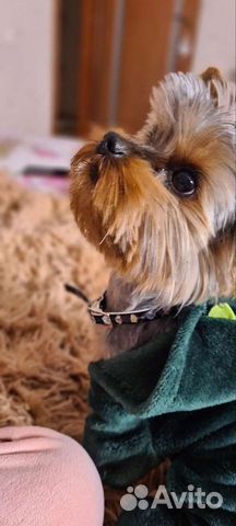 Йоркширский терьер случка