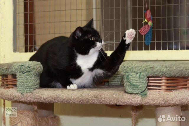 Ронни, робкий котик в добрые руки