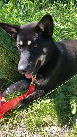 Восточноевропейская овчарка