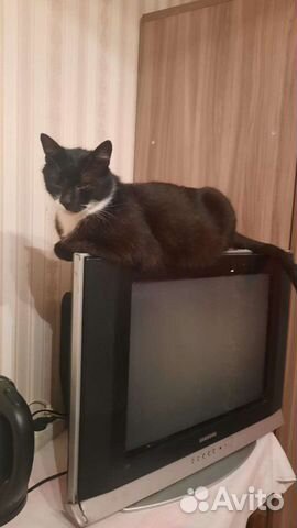 Кот Чибо бывшедомашний