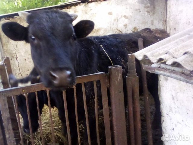 Продаю быков на мясо