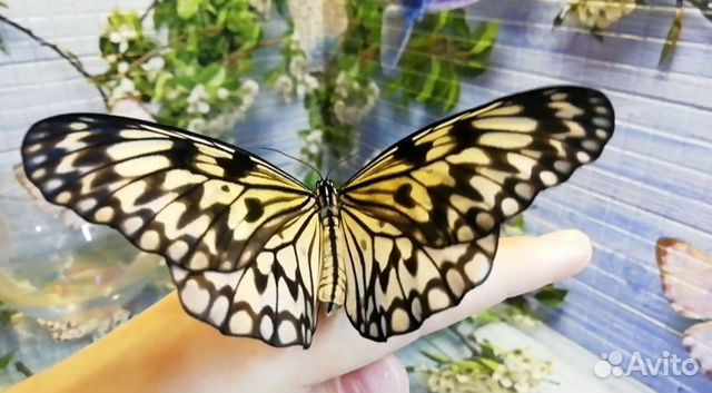 Живые тропические бабочки