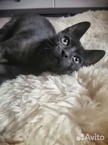 Чудный ласковый котенок