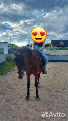 Конь жеребец